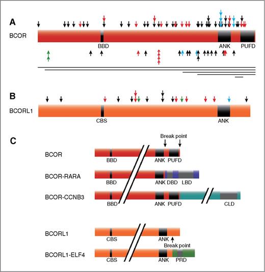 Clarifying the Impact of Polycomb Complex Component Disruption in Human ...