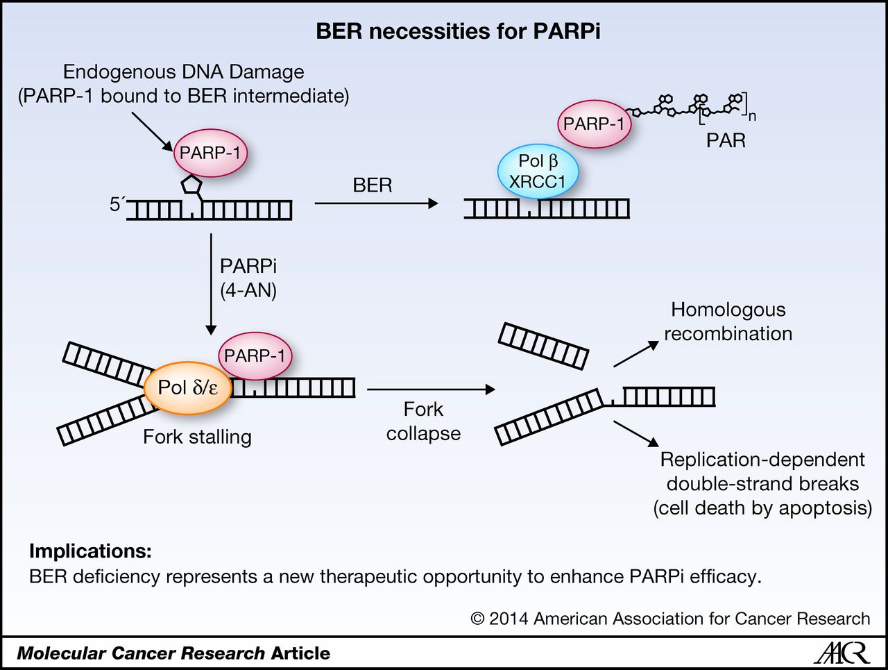 Base Excision Repair Defects Invoke Hypersensitivity to PARP Inhibition ...