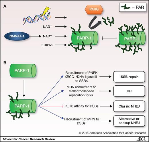 Transcriptional Roles of PARP1 in Cancer | Molecular Cancer Research ...