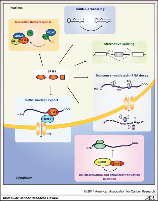 Emerging Functions of SRSF1, Splicing Factor and Oncoprotein, in RNA ...