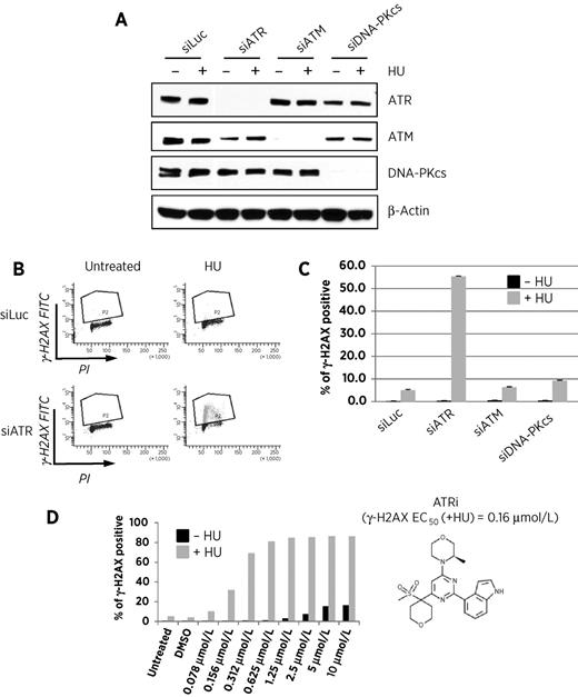 A Synthetic Lethal Screen Reveals Enhanced Sensitivity to ATR Inhibitor ...