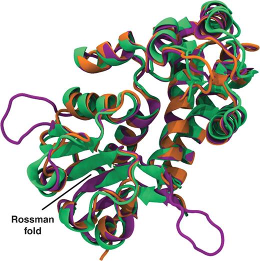 Mitochondrial Methylenetetrahydrofolate Dehydrogenase (MTHFD2 ...