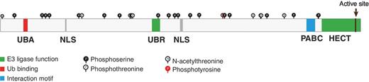 Functional Roles of the E3 Ubiquitin Ligase UBR5 in Cancer | Molecular ...