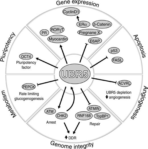Functional Roles of the E3 Ubiquitin Ligase UBR5 in Cancer | Molecular ...