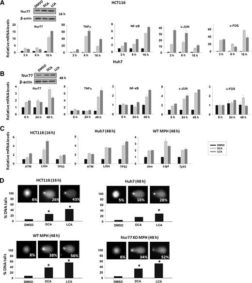 Bile Acids Regulate Nuclear Receptor (Nur77) Expression and ...