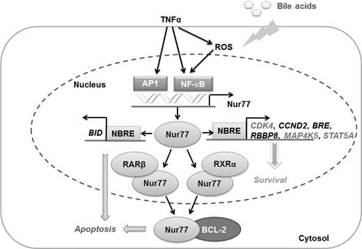 Bile Acids Regulate Nuclear Receptor (Nur77) Expression and Intracellular Location to Control ...