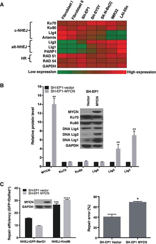 Alternative NHEJ Pathway Components Are Therapeutic Targets in High ...