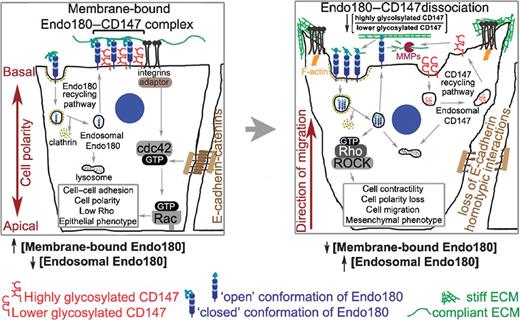 Survival Outcome and EMT Suppression Mediated by a Lectin Domain ...
