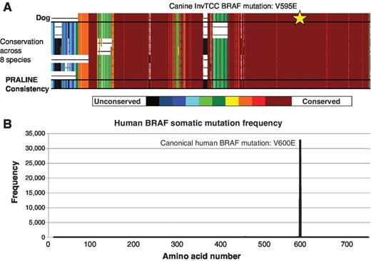 Homologous Mutation to Human BRAF V600E Is Common in Naturally ...