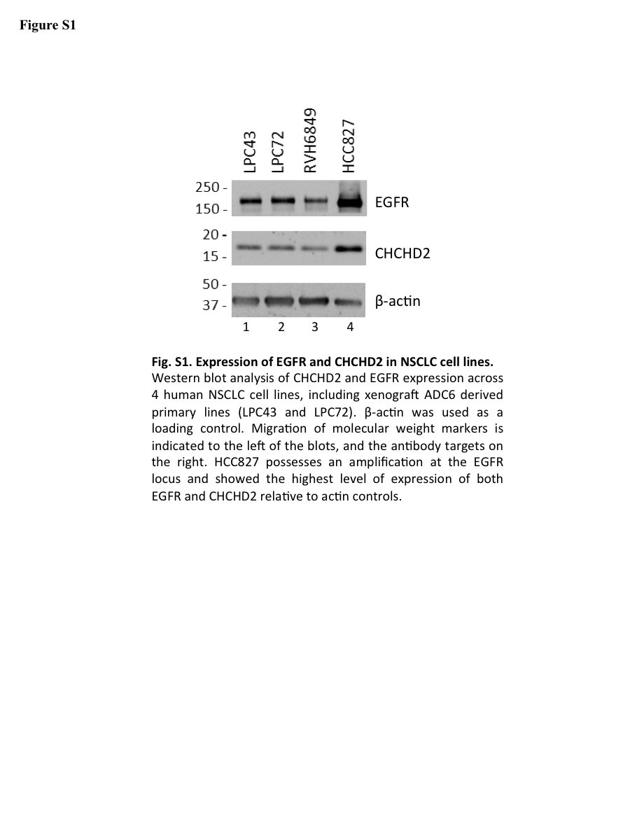 CHCHD2 Is Coamplified with EGFR in NSCLC and Regulates Mitochondrial ...