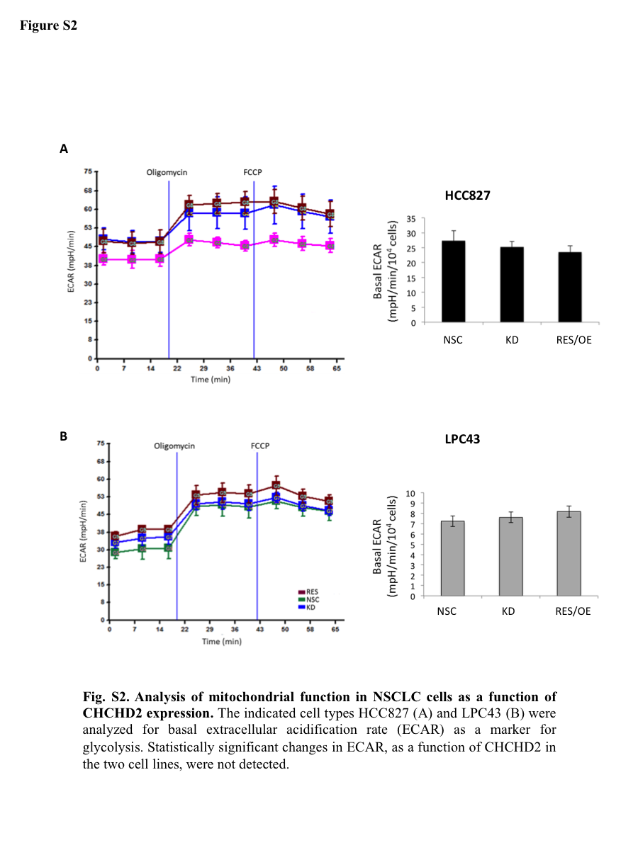 CHCHD2 Is Coamplified with EGFR in NSCLC and Regulates Mitochondrial ...