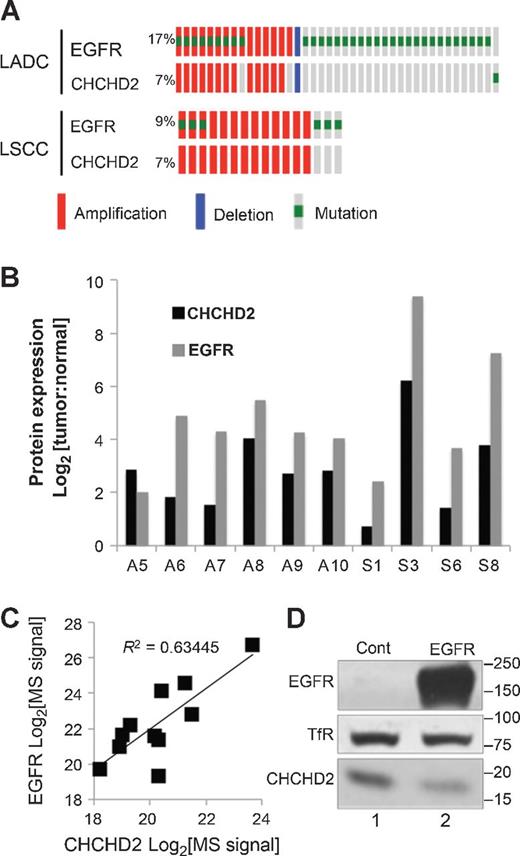 CHCHD2 Is Coamplified with EGFR in NSCLC and Regulates Mitochondrial ...