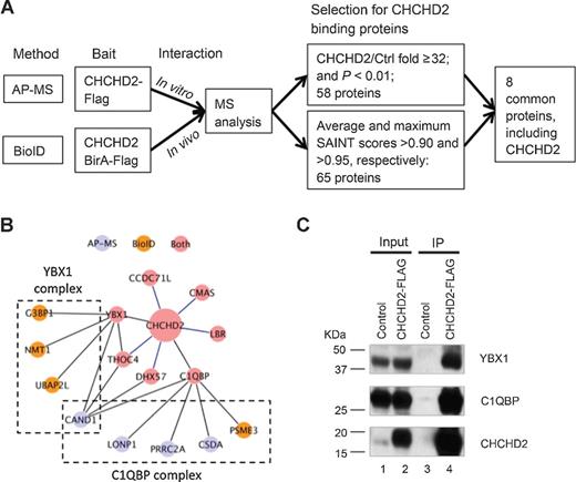 CHCHD2 Is Coamplified with EGFR in NSCLC and Regulates Mitochondrial ...