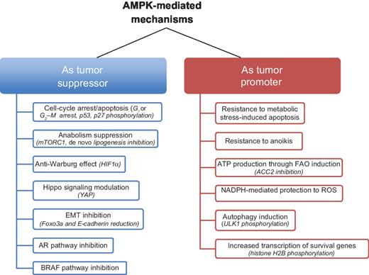 Dissecting the Dual Role of AMPK in Cancer: From Experimental to Human ...