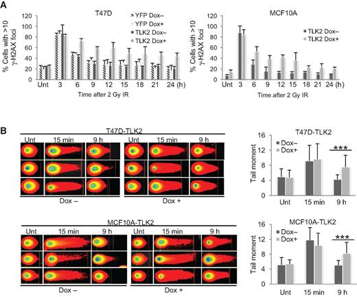 Amplification of TLK2 Induces Genomic Instability via Impairing the G2 ...