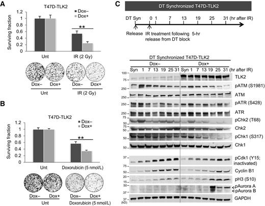 Amplification of TLK2 Induces Genomic Instability via Impairing the G2 ...