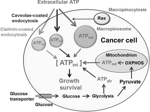 Extracellular ATP a New Player in Cancer Metabolism: NSCLC Cells ...