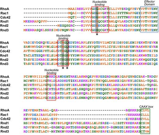 Rnd3 in Cancer: A Review of the Evidence for Tumor Promoter or ...