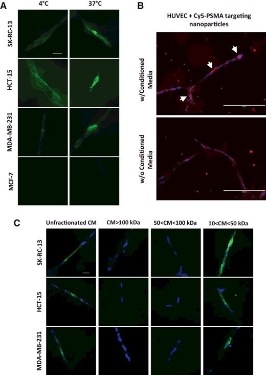 Induction of PSMA and Internalization of an Anti-PSMA mAb in the ...