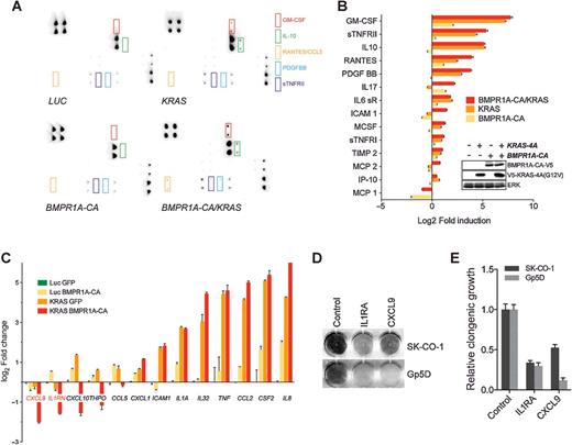 MEK and TAK1 Regulate Apoptosis in Colon Cancer Cells with KRAS ...