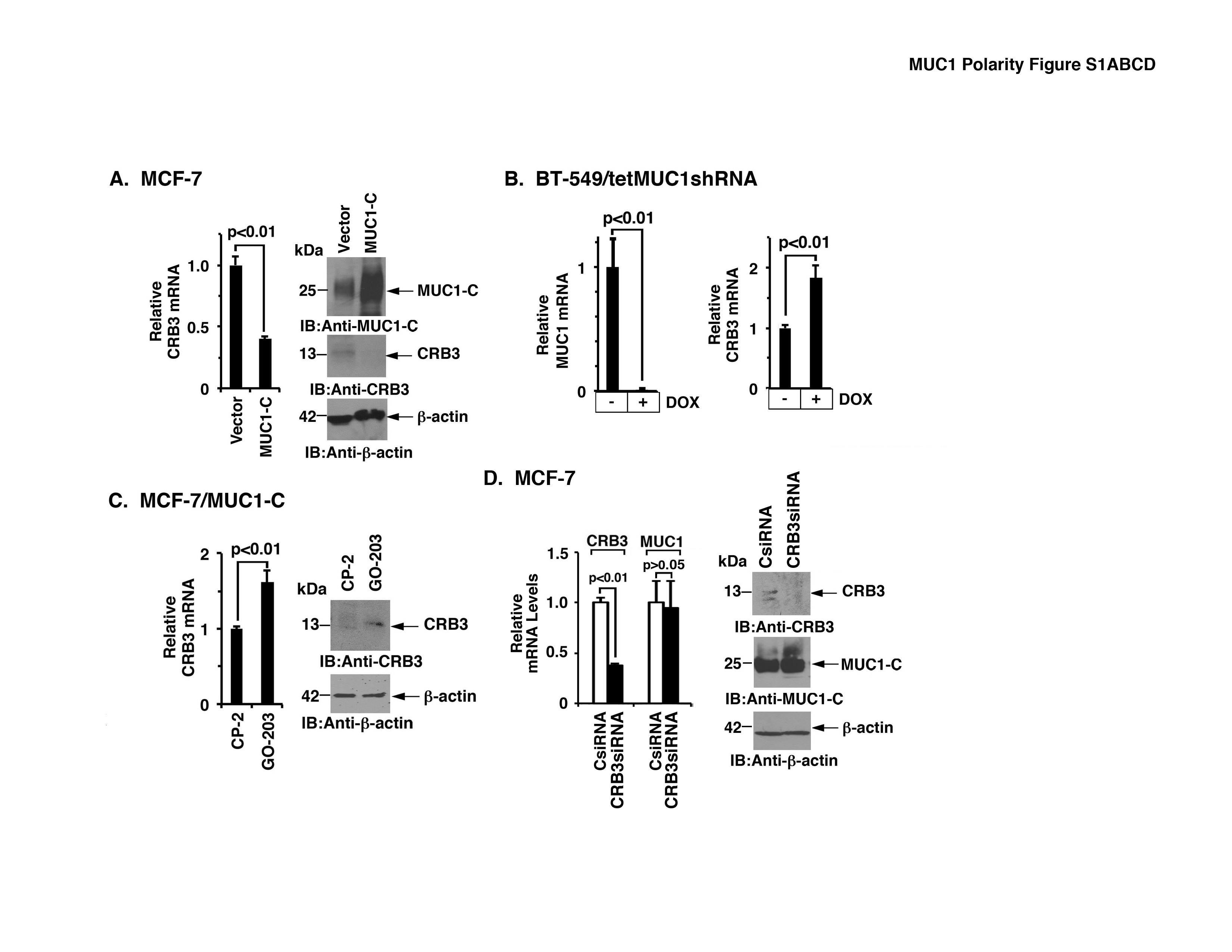 MUC1-C Represses the Crumbs Complex Polarity Factor CRB3 and ...