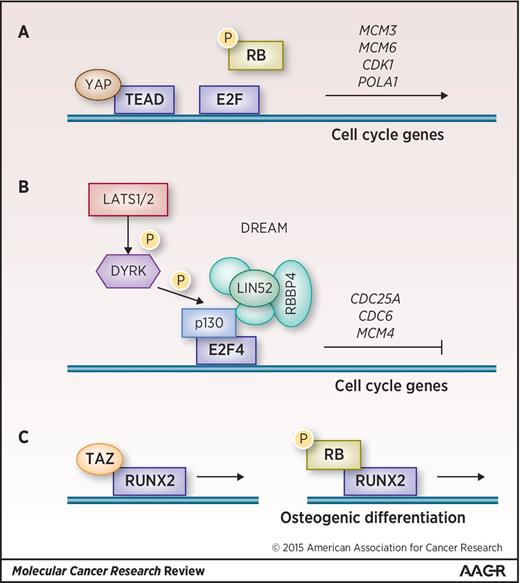 Control of Proliferation and Cancer Growth by the Hippo Signaling ...