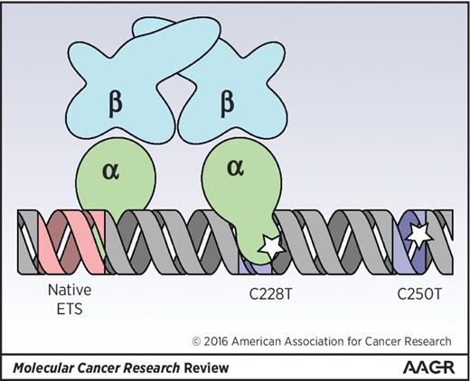Understanding TERT Promoter Mutations: A Common Path to Immortality ...