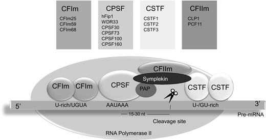 Alternative Polyadenylation: Another Foe in Cancer | Molecular Cancer ...