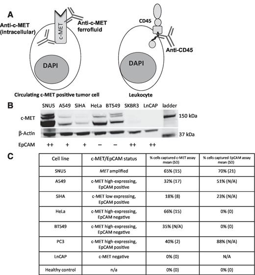 Development of a Novel c-MET–Based CTC Detection Platform | Molecular ...