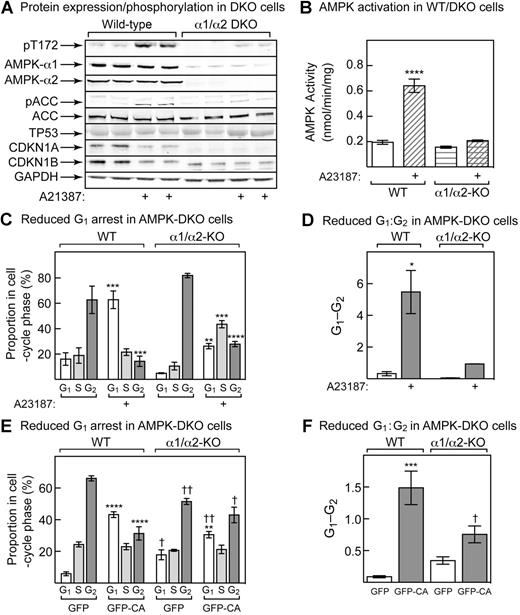AMPK Causes Cell Cycle Arrest in LKB1-Deficient Cells via Activation of ...
