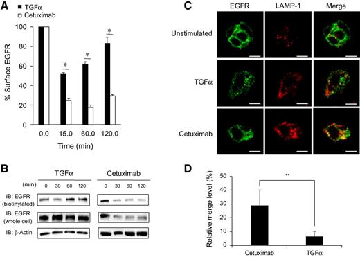EGFR Downregulation after Anti-EGFR Therapy Predicts the Antitumor ...
