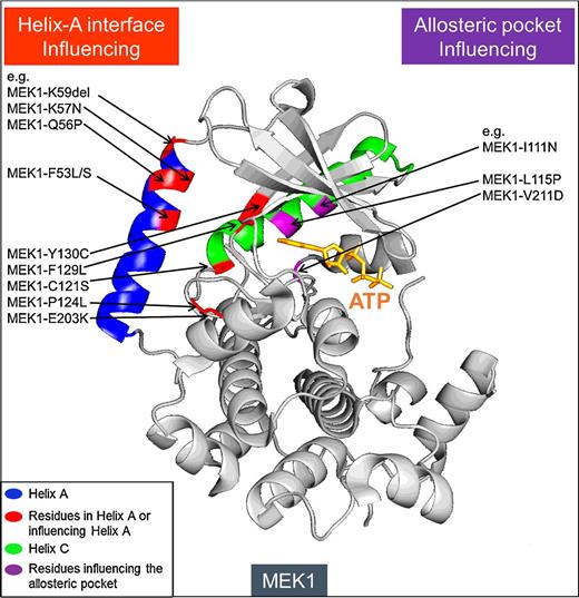 BRAF-inhibitor Associated MEK Mutations Increase RAF-Dependent and ...