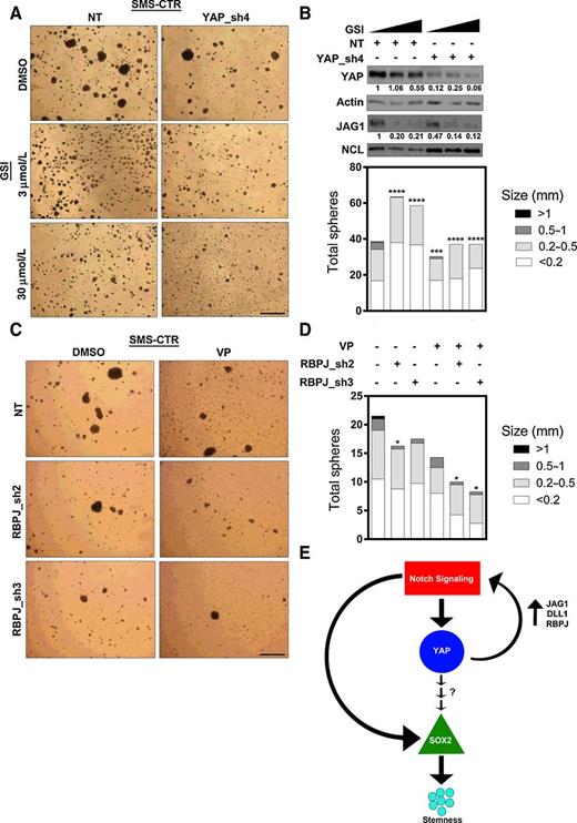 A Novel Notch–YAP Circuit Drives Stemness and Tumorigenesis in ...