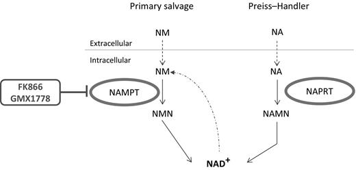 NAD Synthesis Pathway Interference Is a Viable Therapeutic Strategy for ...