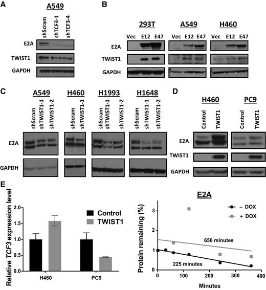 A First-in-Class TWIST1 Inhibitor with Activity in Oncogene-Driven Lung ...