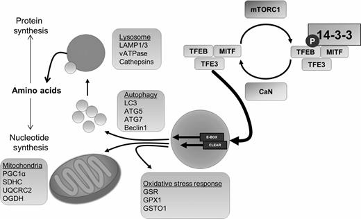 The MiTF/TFE Family of Transcription Factors: Master Regulators of ...