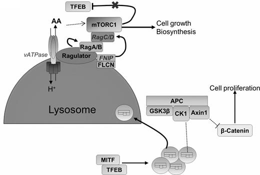 The MiTF/TFE Family of Transcription Factors: Master Regulators of ...
