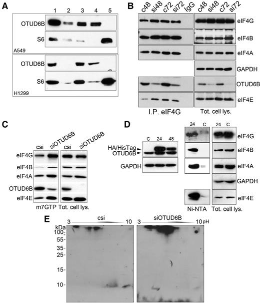 Deubiquitinase OTUD6B Isoforms Are Important Regulators of Growth and ...