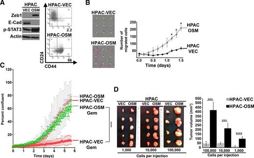 Potent EMT and CSC Phenotypes Are Induced By Oncostatin-M in Pancreatic ...