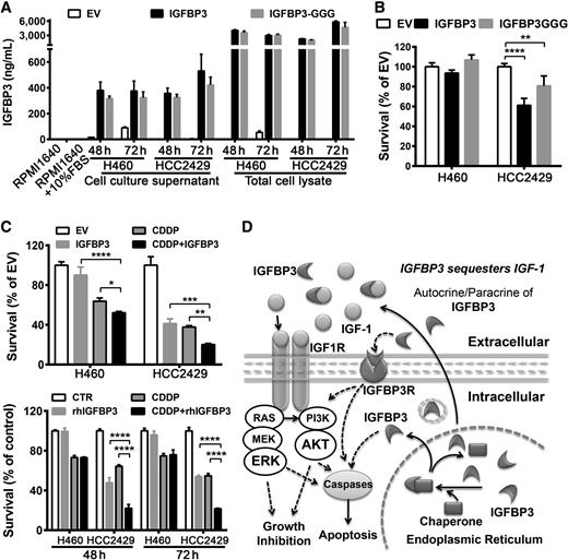 IGFBP3 Modulates Lung Tumorigenesis and Cell Growth through IGF1 ...