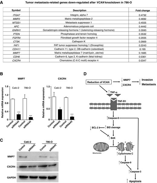 Versican Promotes Tumor Progression, Metastasis and Predicts Poor ...
