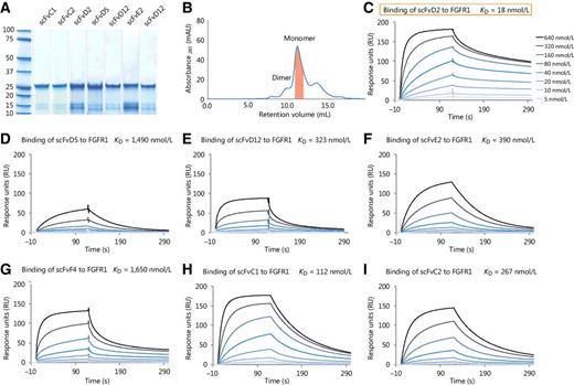 High-Affinity Internalizing Human scFv-Fc Antibody for Targeting FGFR1 ...