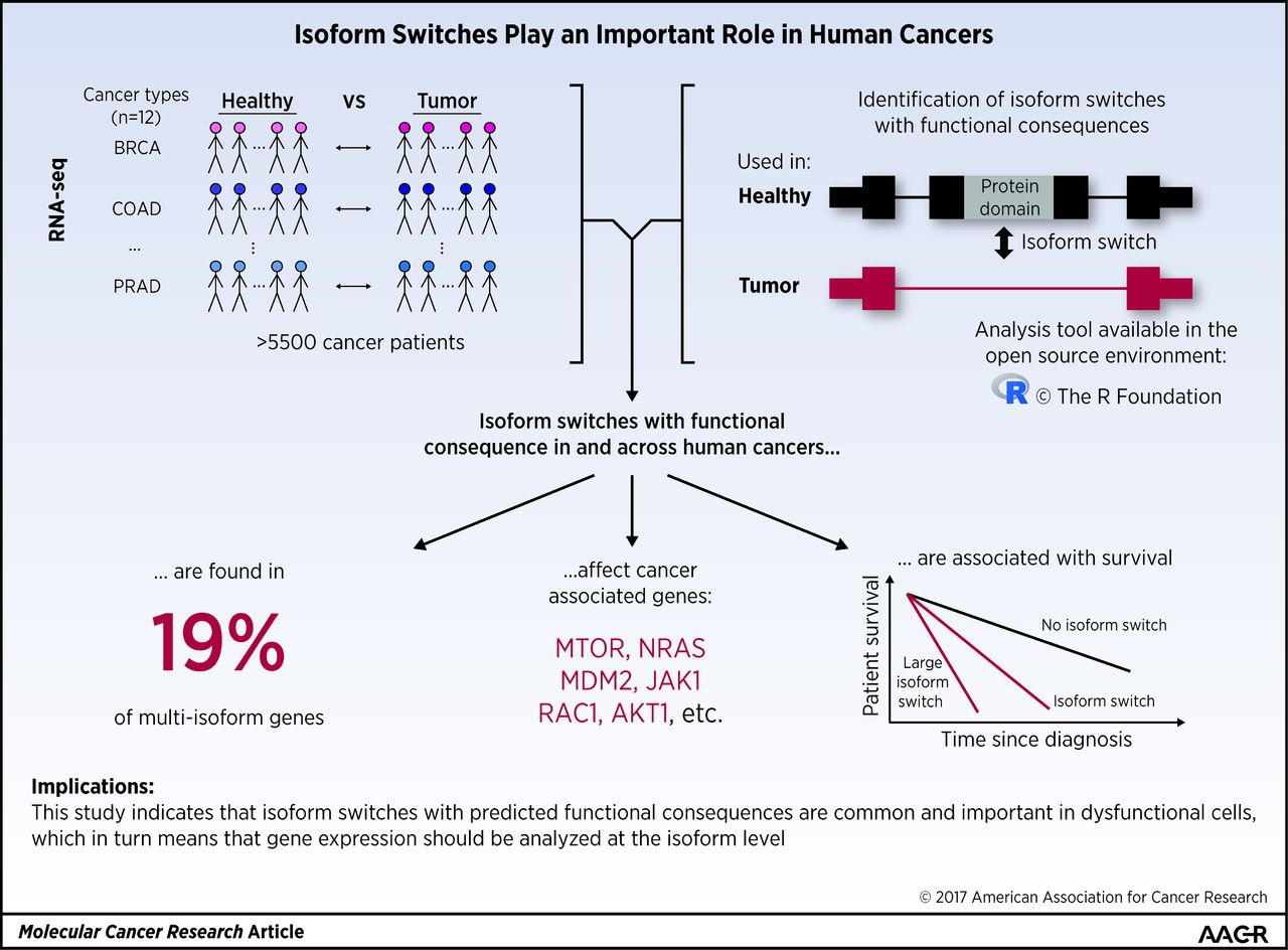 The Landscape of Isoform Switches in Human Cancers | Molecular Cancer ...