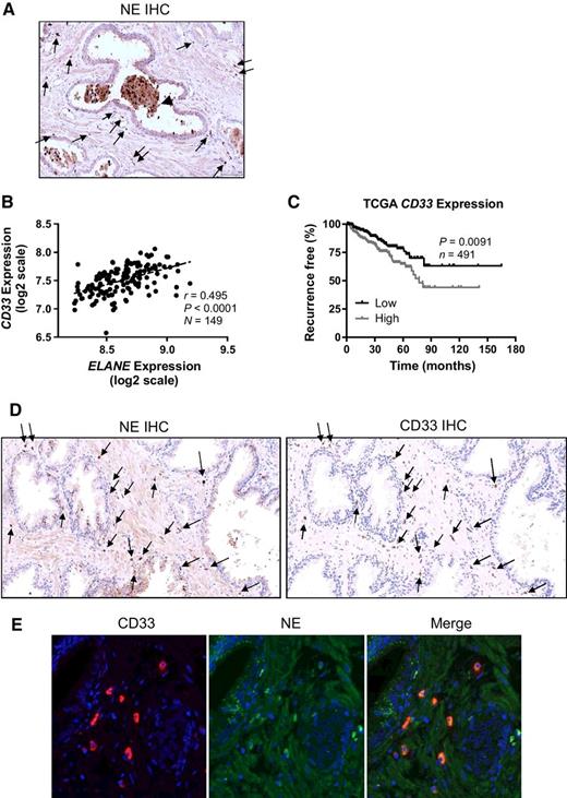 Infiltrating Myeloid Cells Exert Protumorigenic Actions via Neutrophil ...