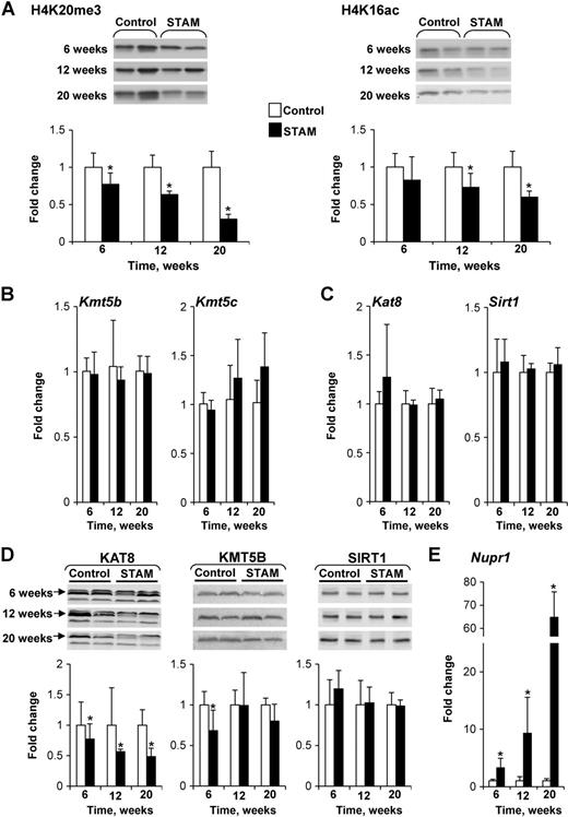 Inhibition of the Cell Death Pathway in Nonalcoholic Steatohepatitis ...
