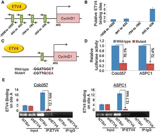 ETV4 Facilitates Cell-Cycle Progression in Pancreatic Cells through ...