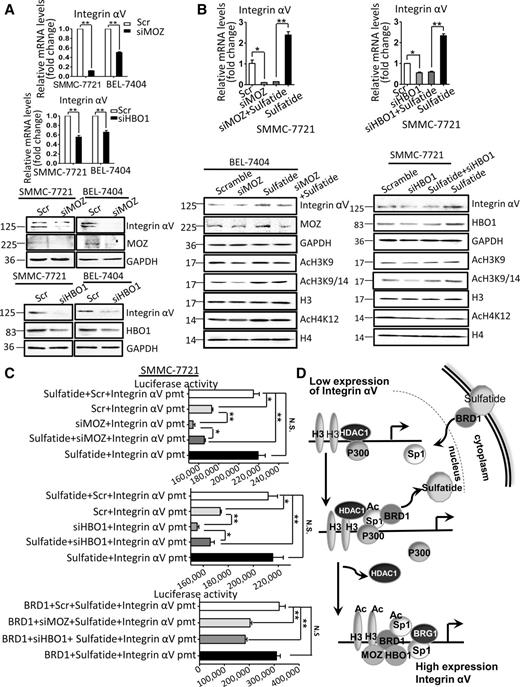 BRD1-Mediated Acetylation Promotes Integrin αV Gene Expression Via ...
