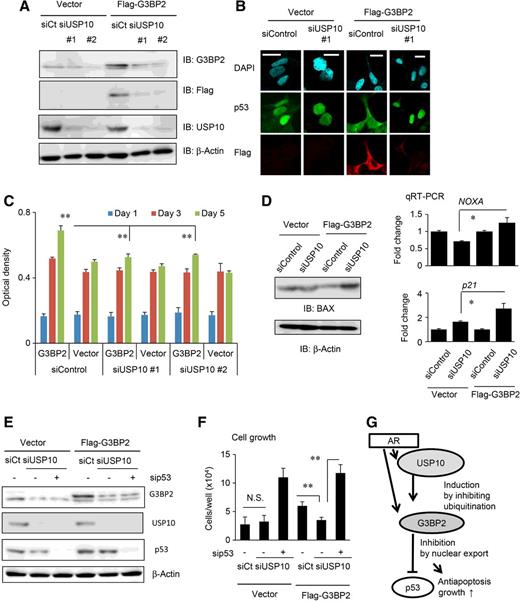 Association of USP10 with G3BP2 Inhibits p53 Signaling and Contributes ...