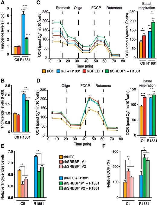 SREBF1 Activity Is Regulated by an AR/mTOR Nuclear Axis in Prostate ...