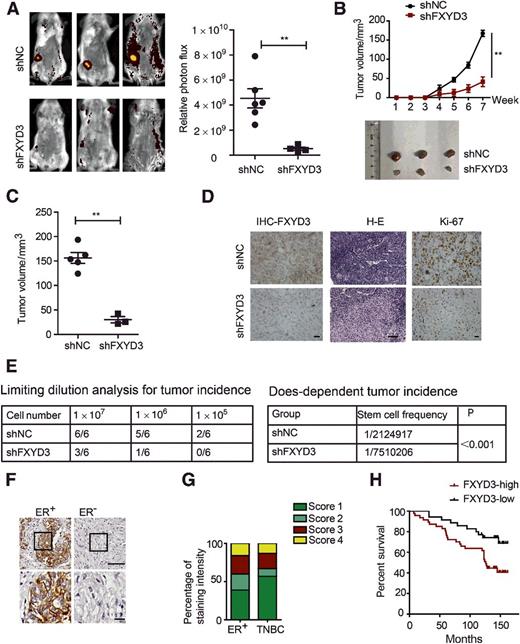 SOX9/FXYD3/Src Axis Is Critical for ER+ Breast Cancer Stem Cell ...